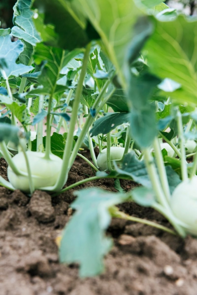 6 Easy To Grow Food Producing Plants Jim s Mowing NZ 6-easy-to-grow-food-producing-plants-jim-s-mowing-nz