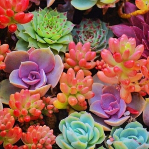 What are the Steps To Proper Succulent Plant Care? - Jim's Mowing NZ