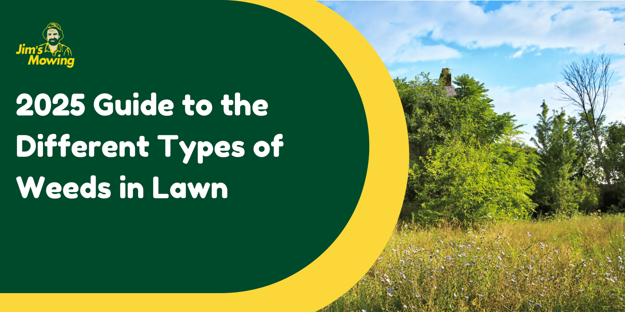 Different Types of Weeds in Lawns | Jim’s Mowing NZ