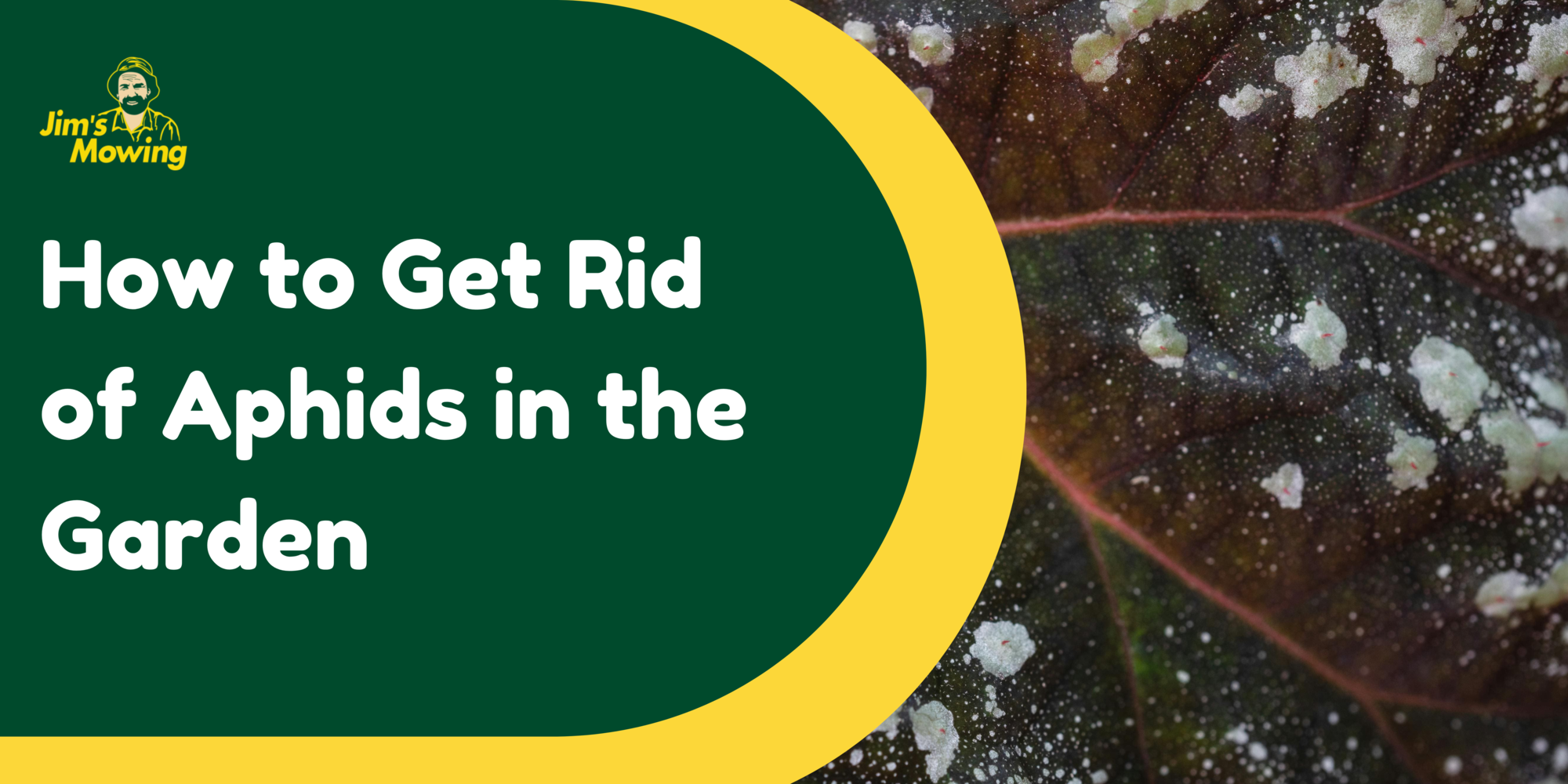 How to Get Rid of Aphids in Your Garden | Jim’s Mowing NZ