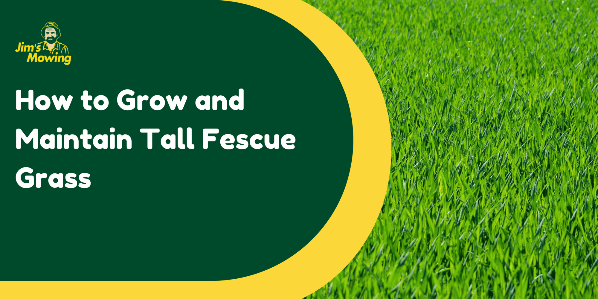 How to Grow & Maintain Tall Fescue Grass in New Zealand
