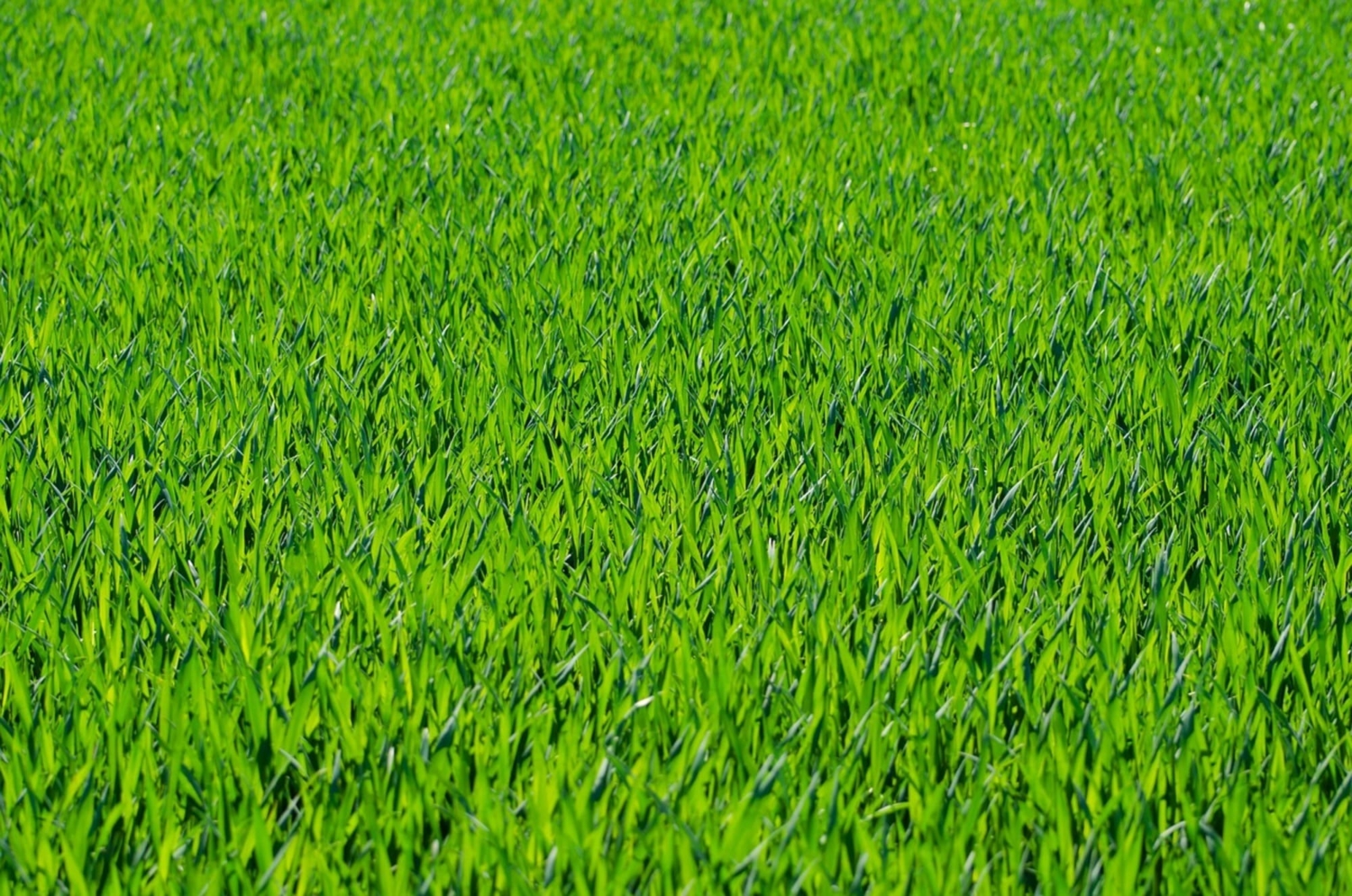How to Grow and Maintain Kikuyu Grass | Jim’s Mowing NZ
